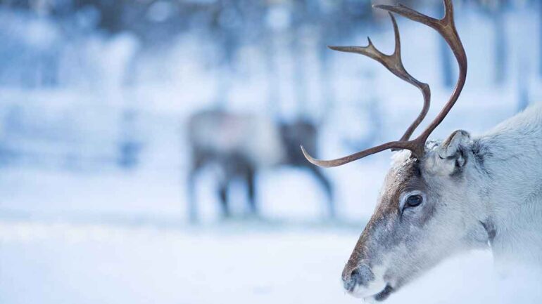 Where's Rudolph? Smart collars put every reindeer on the map - IOT Insider